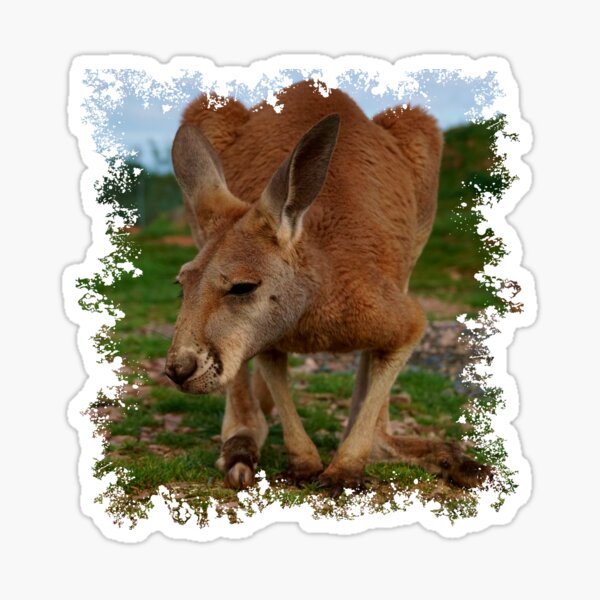 "Kangaroo" Sticker for Sale by Blaze2o14 | Redbubble