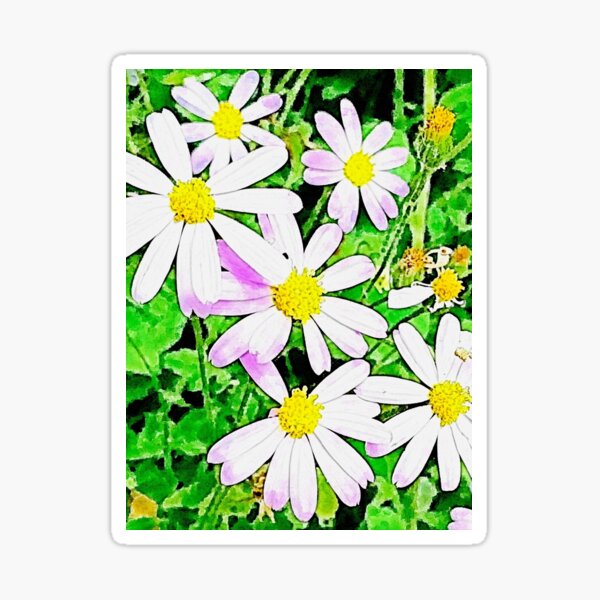 "Felicia petiolata" Sticker for Sale by Floral-Art | Redbubble