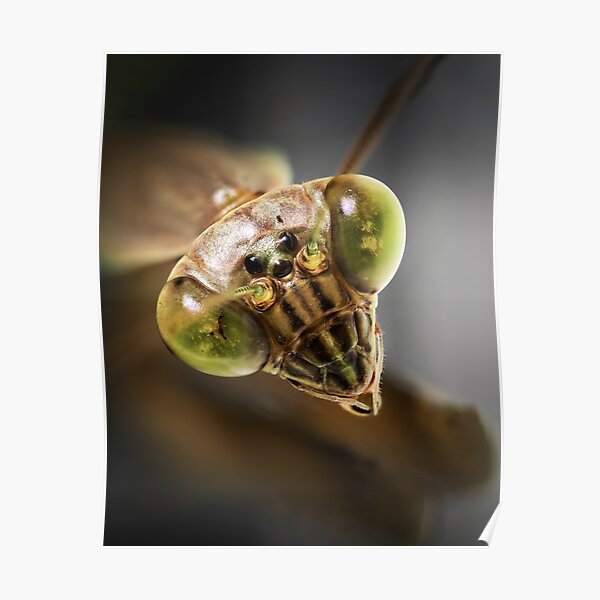 "Up Close and Personal with a Praying Mantis" Poster for Sale by ...