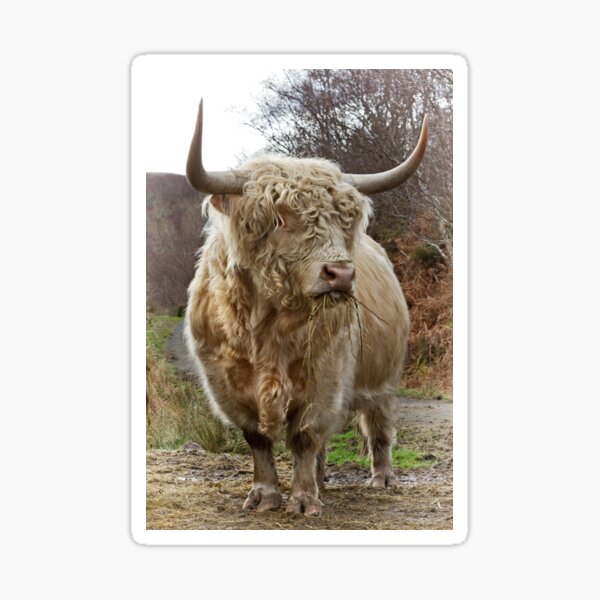 "Hairy Highland Bull Scottish Highlands." Sticker for Sale by ...