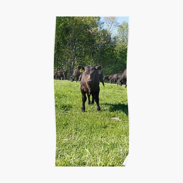 "Standoff Steer" Poster for Sale by Ifarm4fun | Redbubble