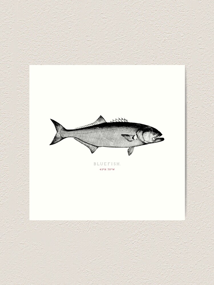 "Bluefish Pen and Ink Illustration" Art Print for Sale by murphyempire ...