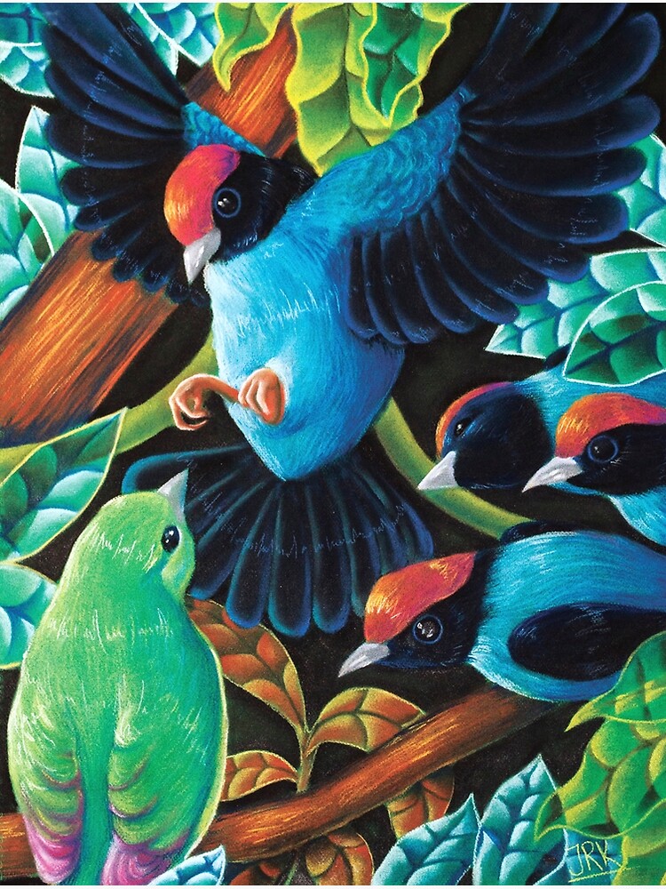 "Blue Manakin Dance" Photographic Print for Sale by JennyKirkStudio ...