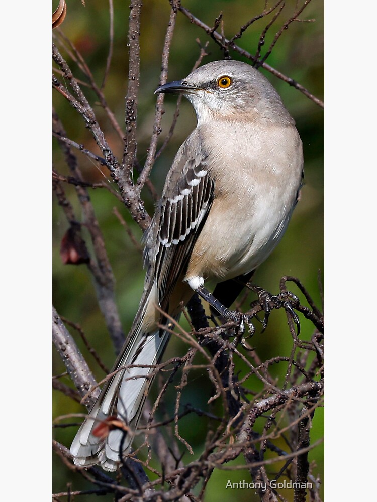 "Northern Mockingbird" Sticker for Sale by jozi1 | Redbubble