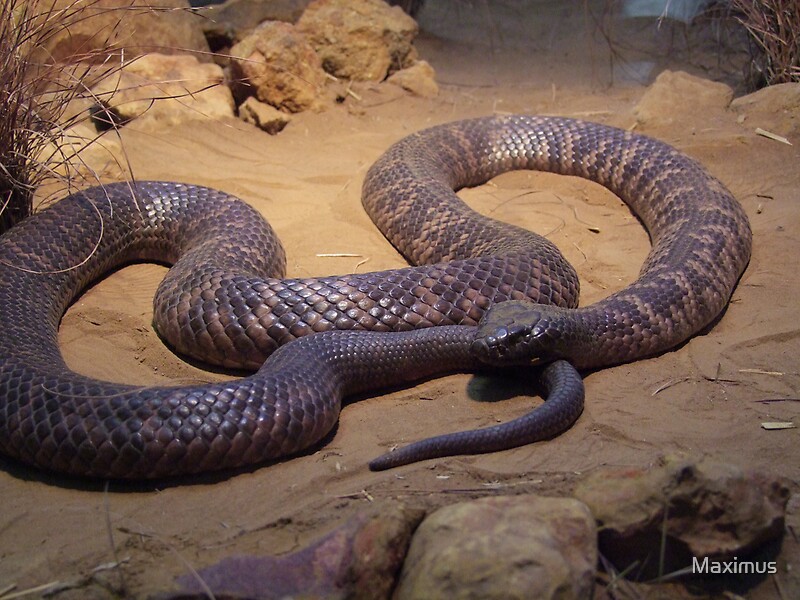 "COLLETT'S SNAKE (PSEUDECHIS COLLETTI)" by Maximus | Redbubble