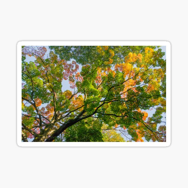 "colors of maple" Sticker for Sale by LudaNayvelt | Redbubble