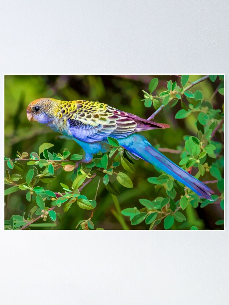 "Pale Head Rosella Art" Poster for Sale by sandraanderson | Redbubble
