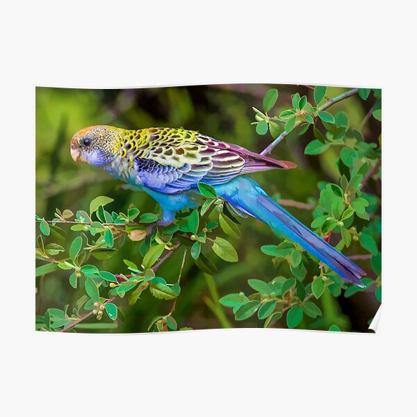 "Pale Head Rosella Art" Poster for Sale by sandraanderson | Redbubble