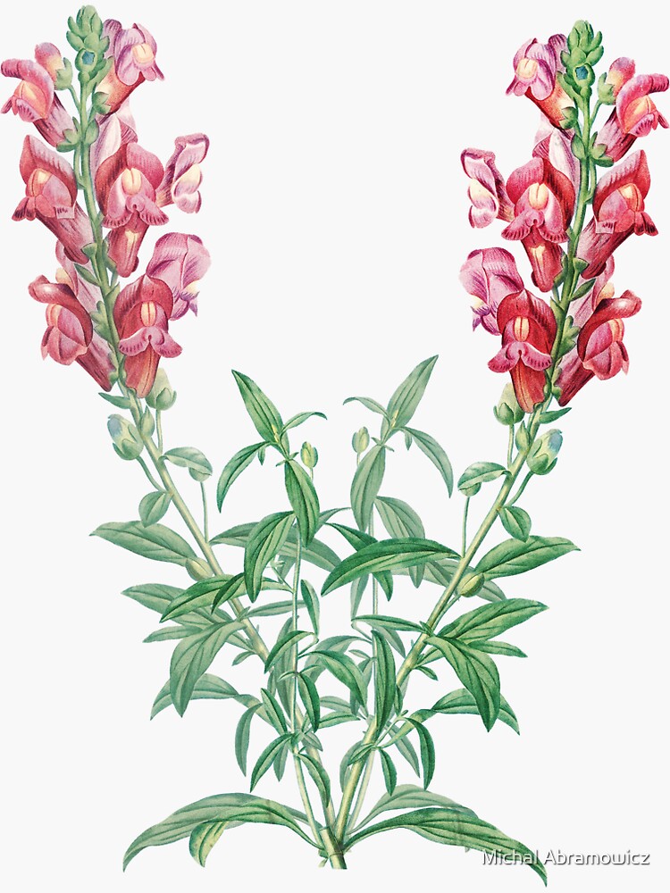 "Vintage Snapdragon Flower" Sticker for Sale by Majkel-art | Redbubble