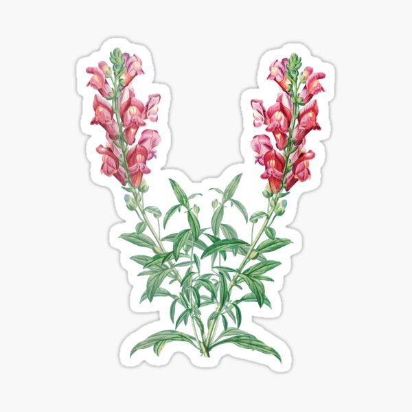 "Vintage Snapdragon Flower" Sticker for Sale by Majkel-art | Redbubble