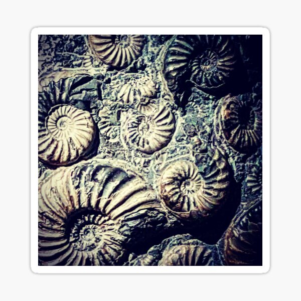 "Fossils " Sticker by BeatnikBuddha | Redbubble