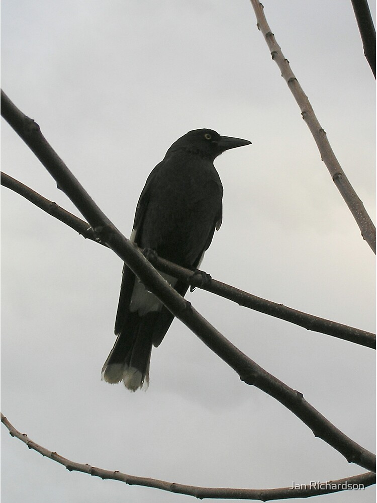 Currawong Merch & Gifts for Sale | Redbubble