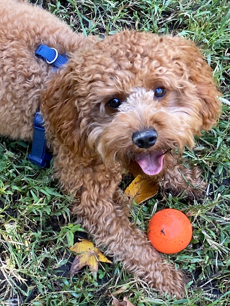 "Jared" Sticker for Sale by BOBBYBABE | Redbubble