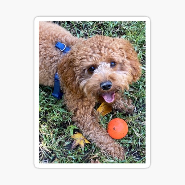 "Jared" Sticker for Sale by BOBBYBABE | Redbubble