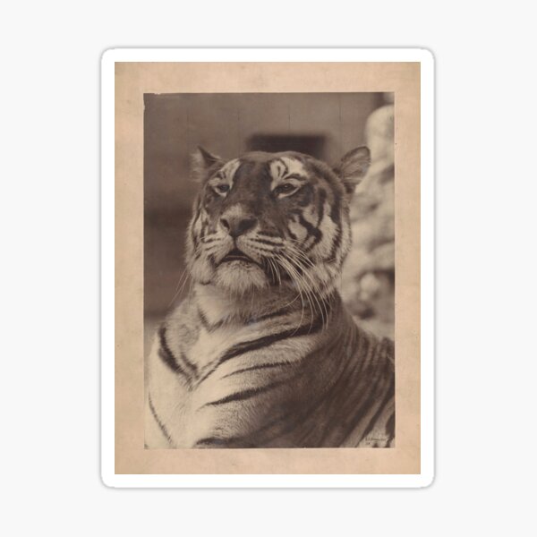"Vintage tiger photograph" Sticker for Sale by TrendyMerchHere | Redbubble