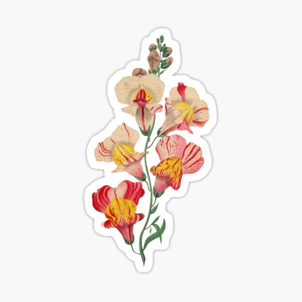 "Vintage Snapdragons sticker Design Vintage Snapdragons stickers ...