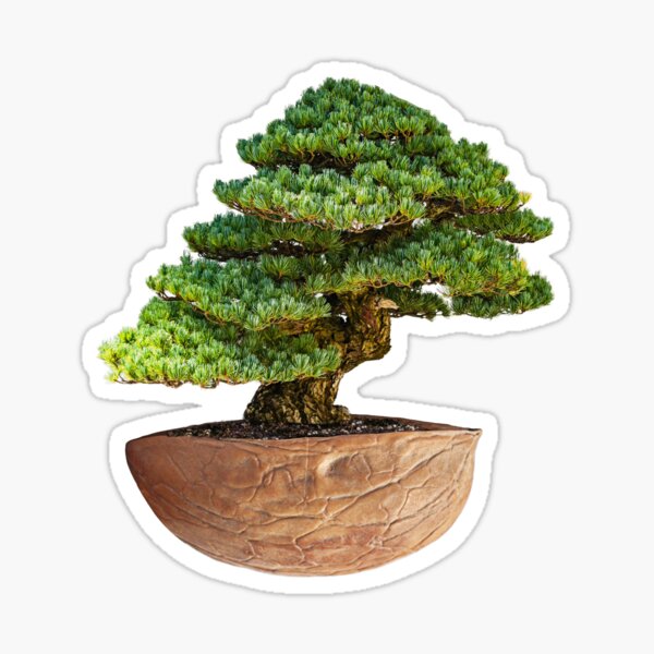 "A bonsai tree planted in a walnut shell" Sticker for Sale by ...