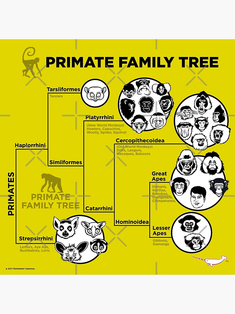 Primate Family Tree Premium Matte Vertical Poster sold by DaviGill ...
