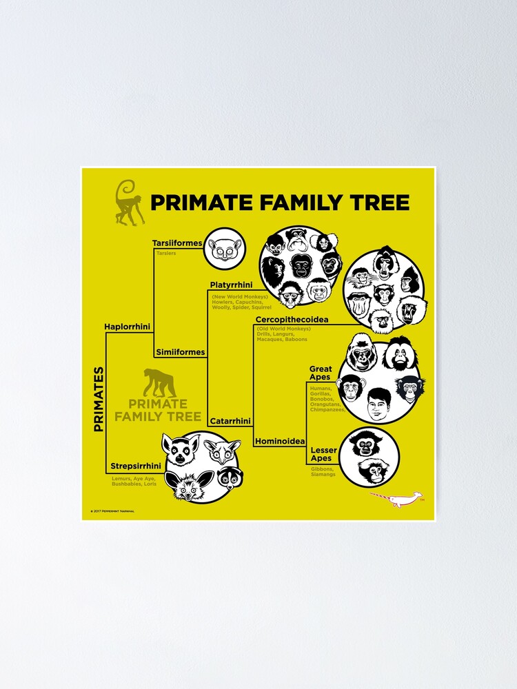 "Primate Family Tree" Poster for Sale by PepomintNarwhal | Redbubble