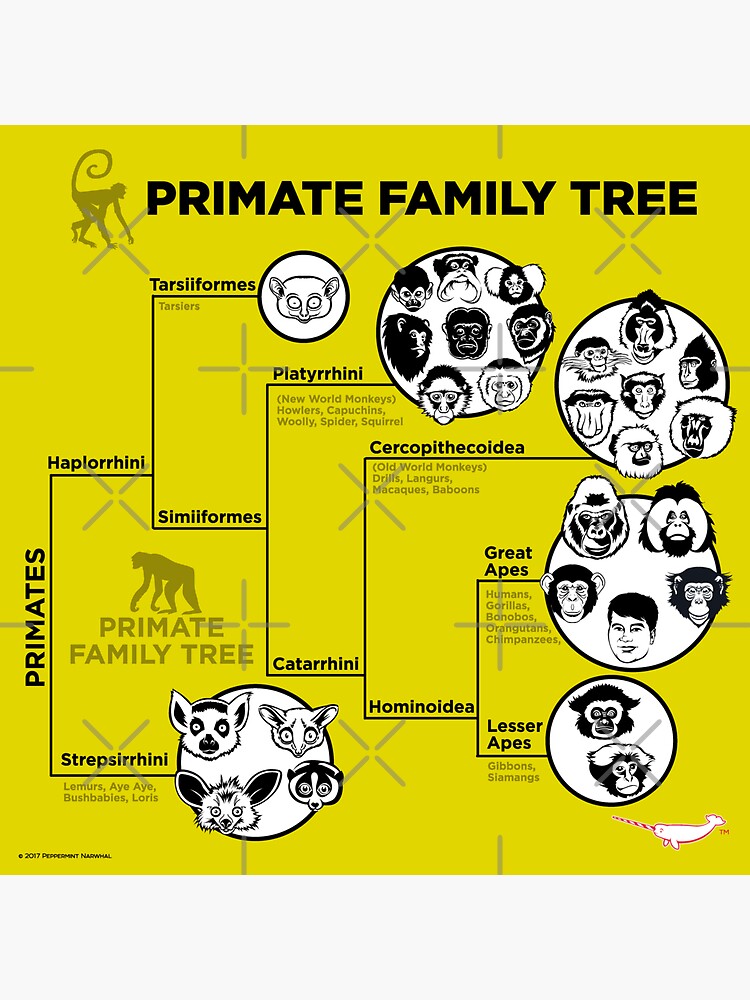 "Primate Family Tree" Sticker for Sale by PepomintNarwhal | Redbubble