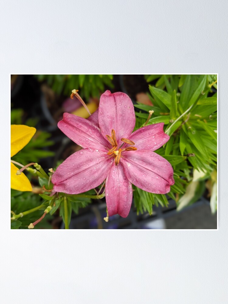 "Pink Star Flower " Poster for Sale by AustaArt | Redbubble