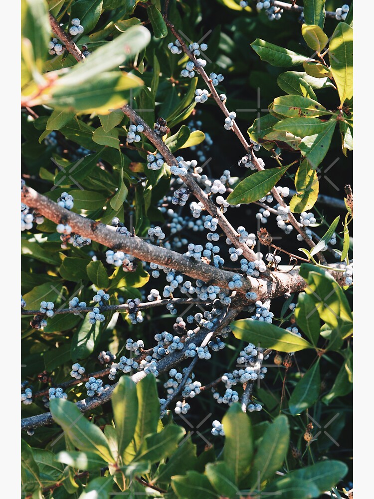 "Bae-Berry" Sticker for Sale by tessiaphoto | Redbubble