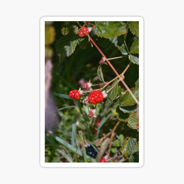 "Berry Sweet" Sticker for Sale by tessiaphoto | Redbubble