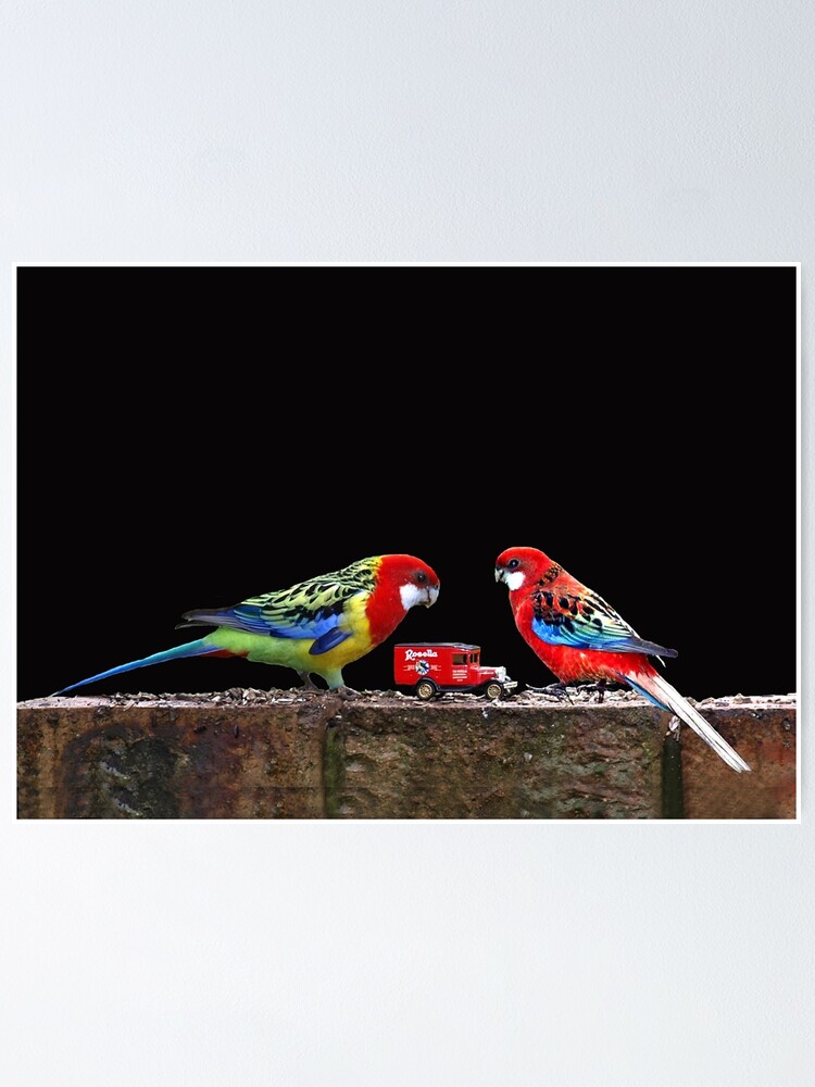 "Eastern Rosella with Hybrid Eastern/ Crimson Rosella" Poster by bevvie ...