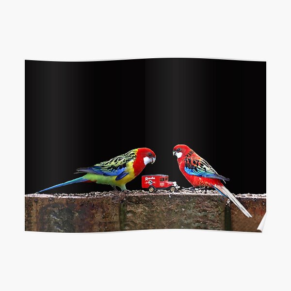 "Eastern Rosella with Hybrid Eastern/ Crimson Rosella" Poster by bevvie ...