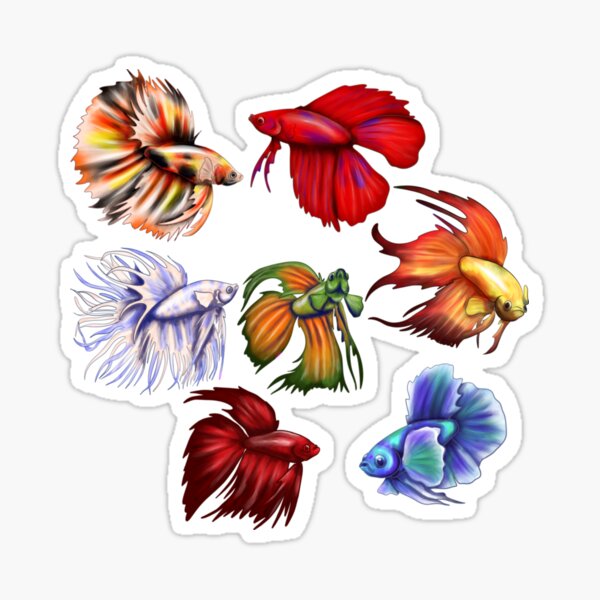 "betta fish sticker set" Sticker for Sale by Animster | Redbubble