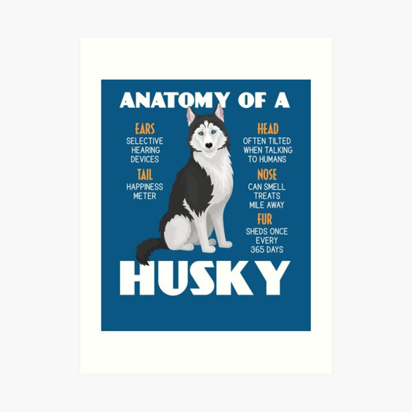 "Anatomy of a Husky - Siberian husky dog" Art Print for Sale by ...