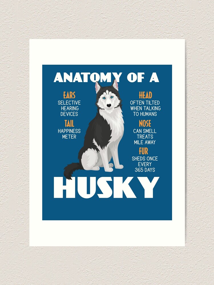 "Anatomy of a Husky - Siberian husky dog" Art Print for Sale by ...