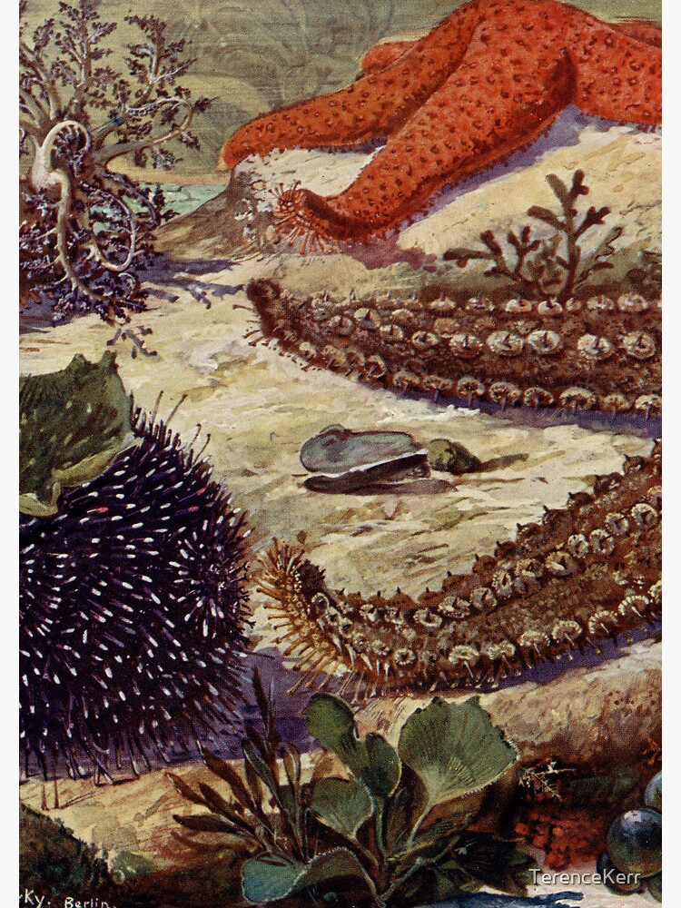 Cuaderno De Espiral Invertebrados Marinos Pepino De Mar Erizo De Mar