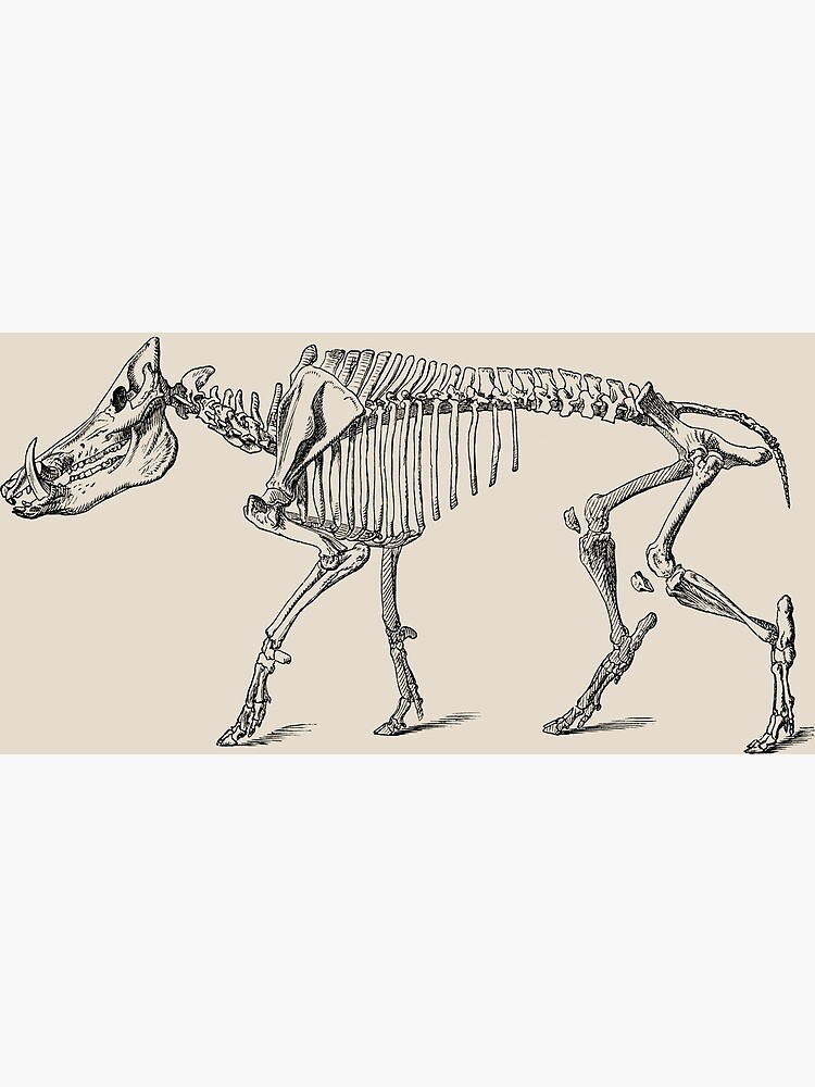 "Wild Boar Skeleton Bones vintage " Poster for Sale by VintageAnimalia ...