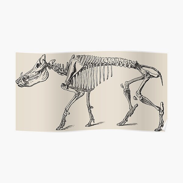 "Wild Boar Skeleton Bones vintage " Poster for Sale by VintageAnimalia ...