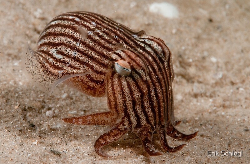 "Striped Pyjama Squid - on a night dive, what else?" by Erik Schlogl ...