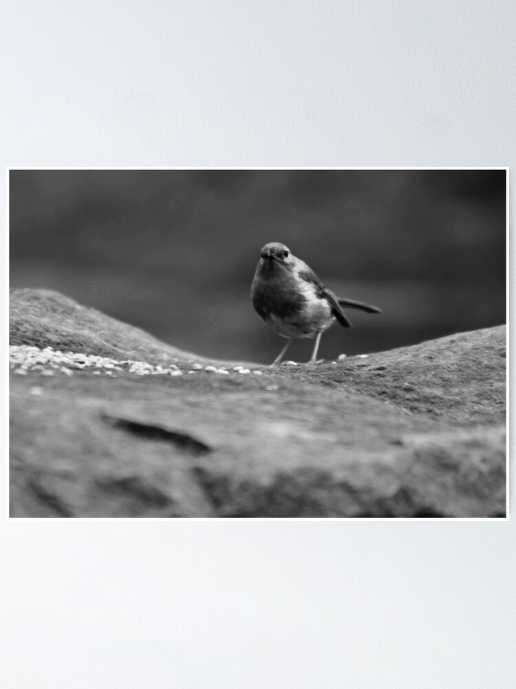 "robin black and white" Poster for Sale by Francespoppy | Redbubble
