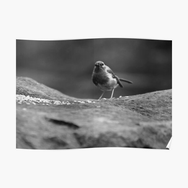 "robin black and white" Poster for Sale by Francespoppy | Redbubble