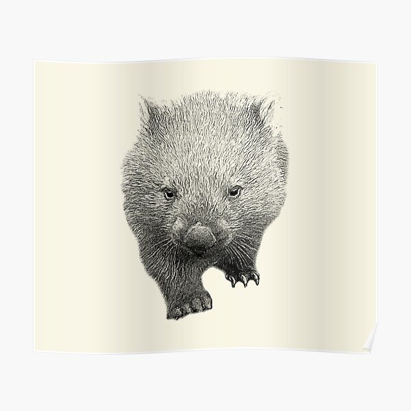 "Wombat" Poster for Sale by Guardi71 | Redbubble