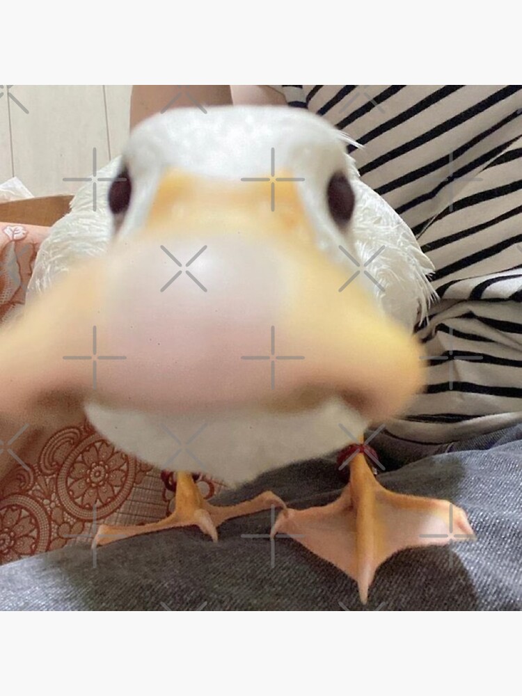 "duck photo meme" Sticker for Sale by The Lone vendor | Redbubble