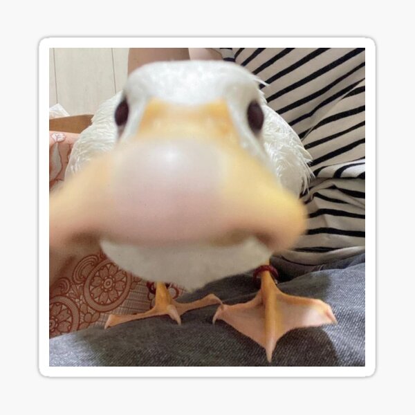 "duck photo meme" Sticker for Sale by The Lone vendor | Redbubble