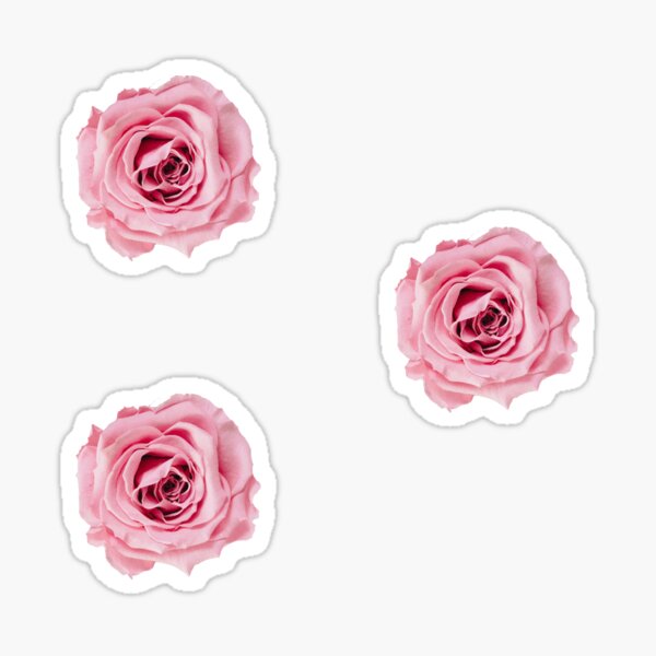 " Pink Rose Flower" Sticker for Sale by EtheralDesigns | Redbubble