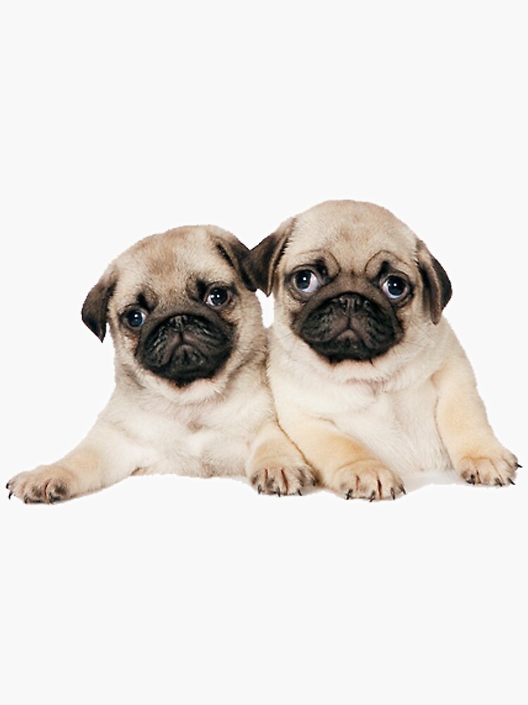 "Two pug pups" Sticker for Sale by hunter000 | Redbubble