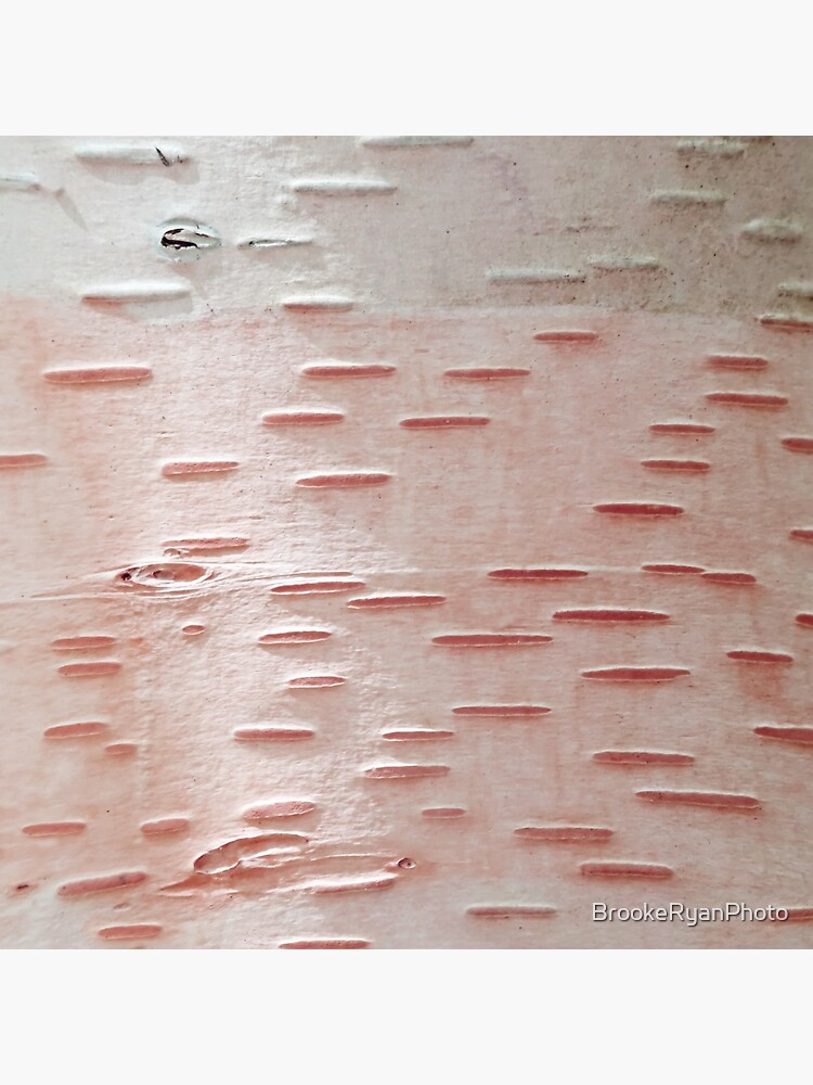 "Blush Pink Birch Bark" Poster for Sale by BrookeRyanPhoto | Redbubble