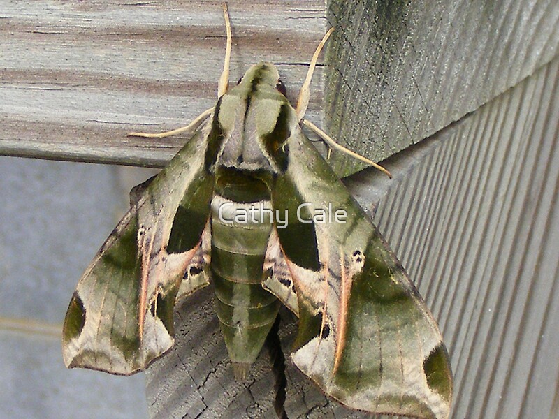 "Camo Moth" by Cathy Cale | Redbubble
