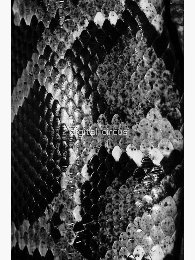 "Snake Skin" Sticker for Sale by digital-circus | Redbubble