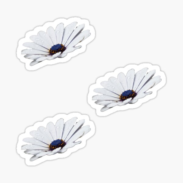 "White Aster Flower" Sticker for Sale by EtheralDesigns | Redbubble