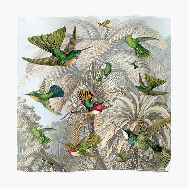 "Hummingbirds" Poster by hyggenok | Redbubble