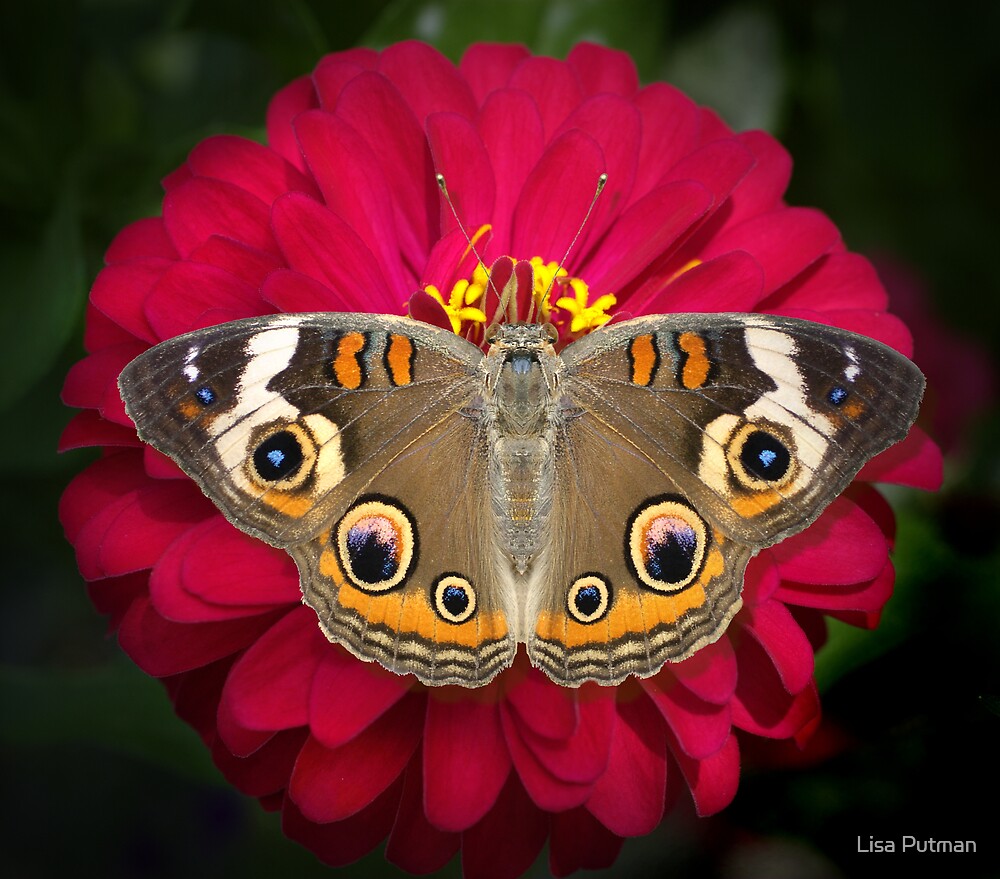 C O M P L A C E N C Y Par Lisa Putman Redbubble c-o-m-p-l-a-c-e-n-c-y-par-lisa-putman-redbubble
