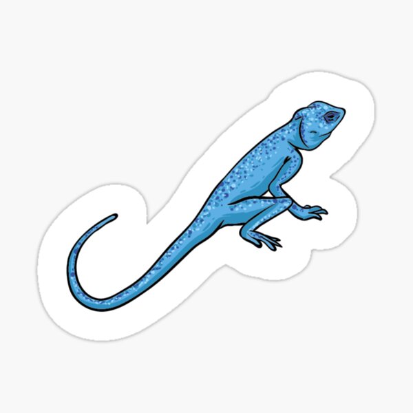 "Cool Blue Sinai Agama lizard " Sticker for Sale by halhashmi | Redbubble